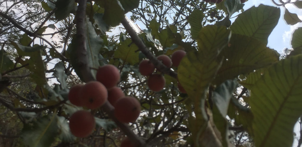 Hidden Fruits #4: our Masuku! – Mobile Orchards